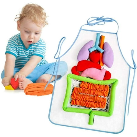 3D Organ Apron - Anatomy Apron - Human Body Apron - Children Puzzle ...