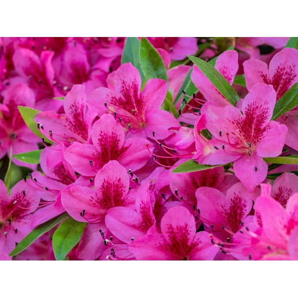 Hot pink azaleas in a garden Poster Print by Julie Eggers (24 x 18 ...