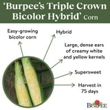 Burpee Burpee's Triple Crown Bicolor Hybrid Sweet Corn Vegetable Seed ...