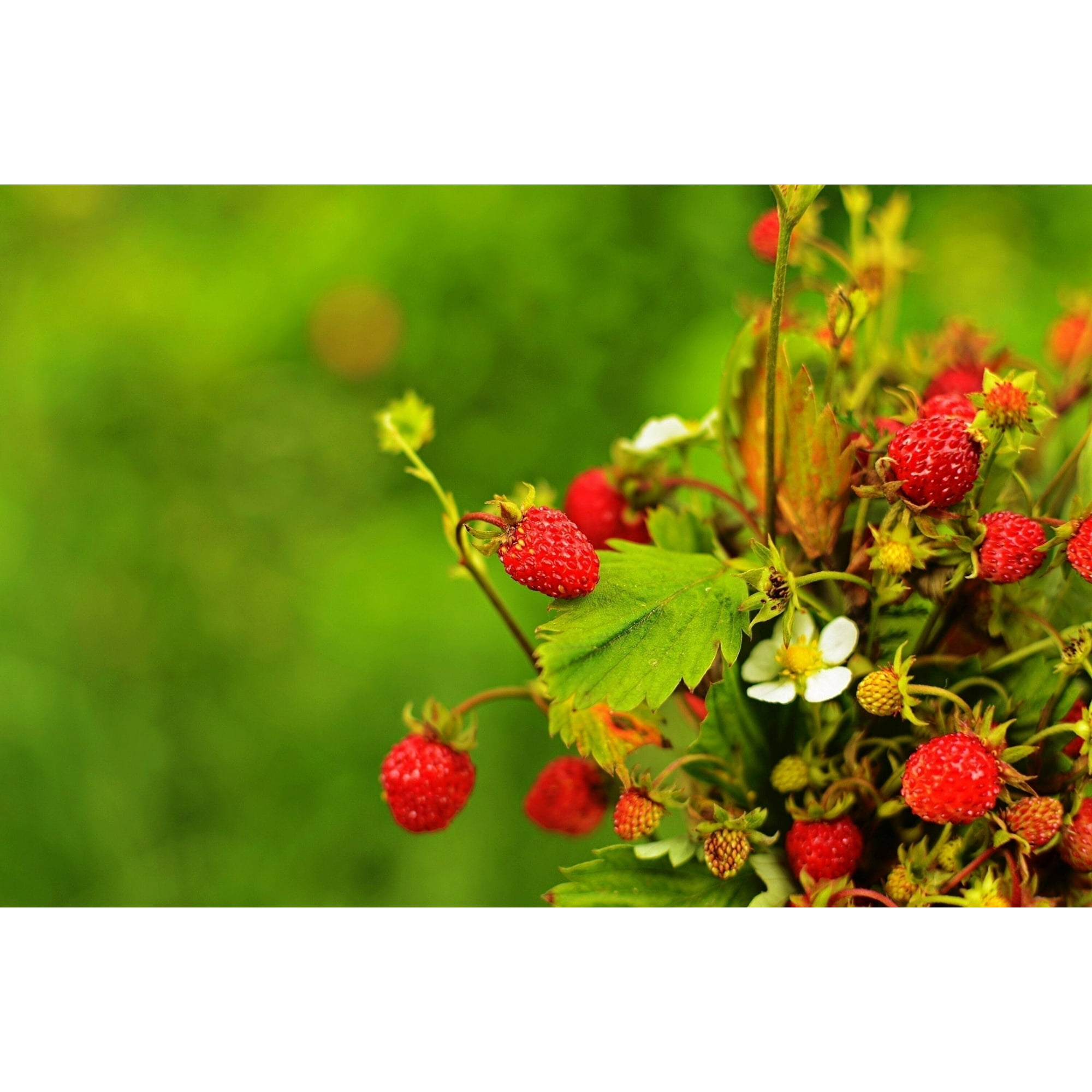 Click here for Seedville Usa 50 Alexandria Strawberry Everbearing... prices