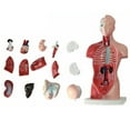 Powkky Human Torso Body Model 4D Anatomical Assembly Model of Human ...