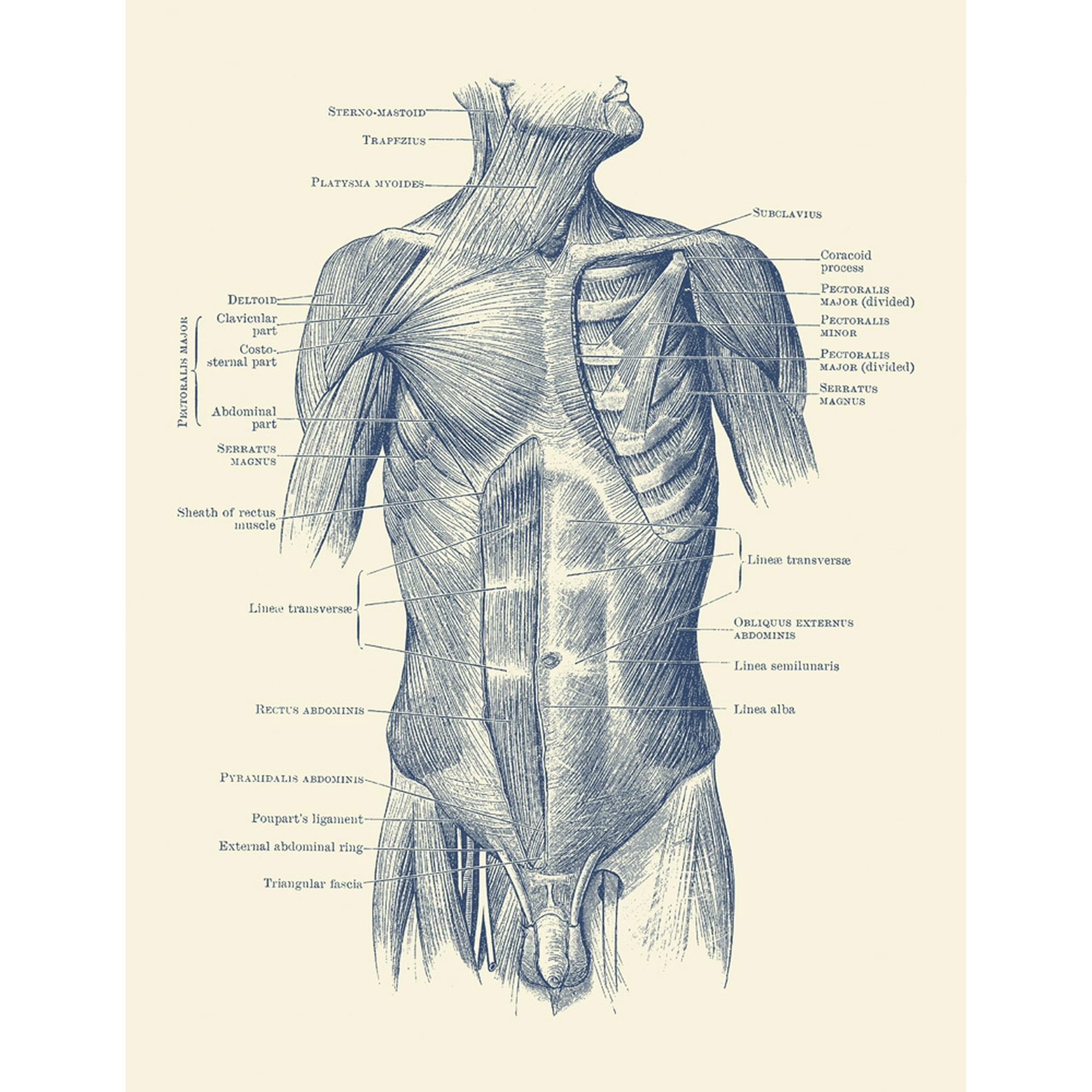 Male Torso Diagram