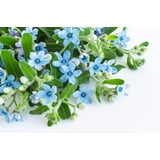 10 TWEEDIA BLUE MILKWEED Southern Star of Argentine Tweedia Caerulea ...