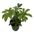 Mini Schefflera arboricola - Dwarf Umbrella Plant - 3.5" Pot - Walmart.com