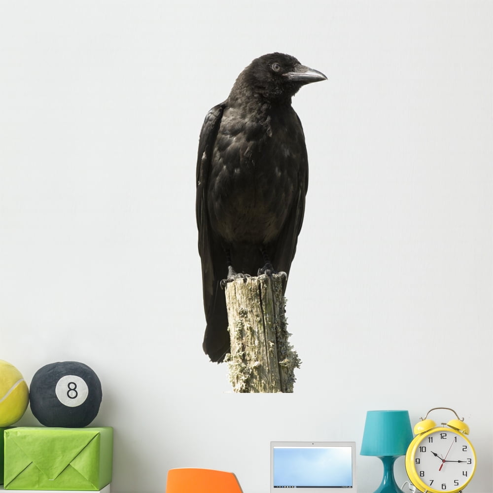 Young Carrion Crow Wall Decal Sticker, Wallmonkeys Peel & Stick Vinyl ...