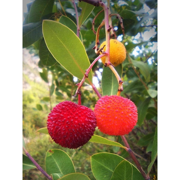 Arbutus Unedo Strawberry Tree