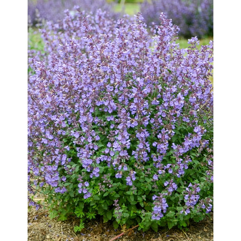 Nepeta Faassenii