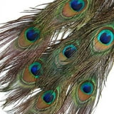 20 Pcs Eyelet Feathers for Craft Hat - Walmart.com