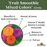 Burpee Fruit Smoothie Mixed Colors Zinnia Flower Seed for Planting, 1 ...