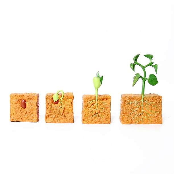 Green Bean Plant Growth Cycle Model Plant Life Life Cycle Educational ...