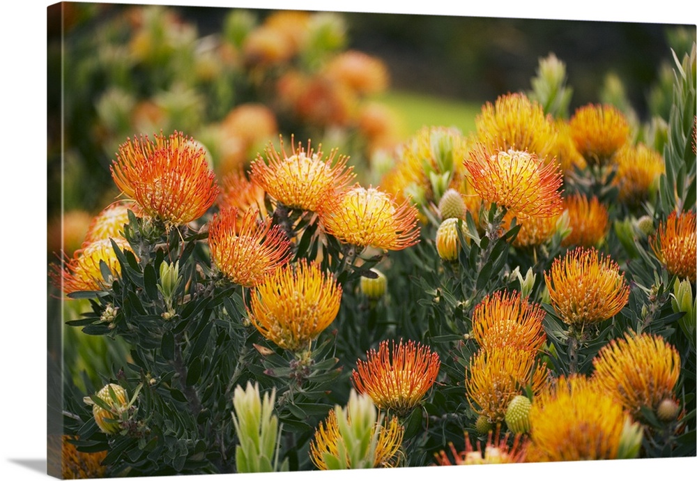 Great BIG Canvas | "Hawaii, Upcountry Maui, Orange Pin Cushion Protea ...