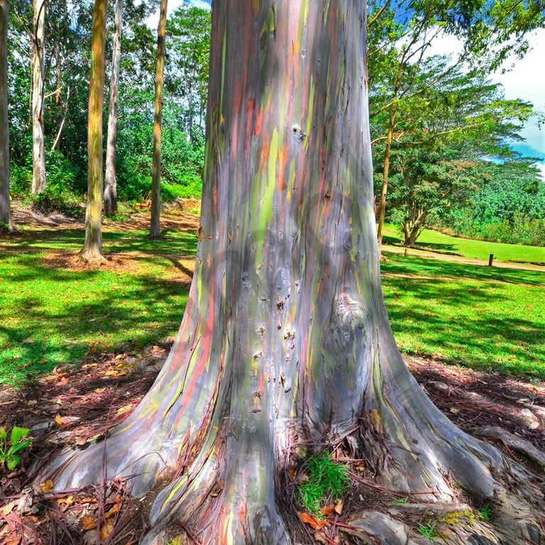 Rainbow Eucalyptus Tree Furniture