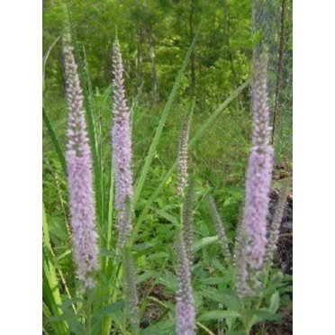 50 Mixed Colors VERONICA SIGHTSEEING MIXTURE (Spike Speedwell) Veronica ...