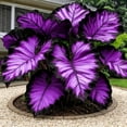 Giant Elephant Ear For Planting Ideal for Gardening Deer Resistant ...