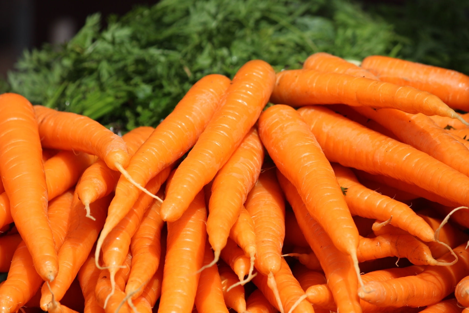 SEEDS = =Tendersweet Carrot 500 Seeds heirloom Coreless vegetable from ...
