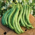 Burpee Organic Burpee's Stringless Green Pod Garden Bean Vegetable Seed ...