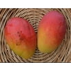 Malika Dwarf Cold Hardy MANGO TREE GRAFTED (2-4 Feet Tall) - Walmart.com