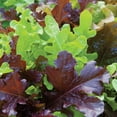 Burpee Organics Gourmet Blend Lettuce Seeds - Non-GMO, Container ...