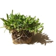 St. Augustine 'Seville' Sod - 9 Live Plugs - Drought, Salt & Shade ...