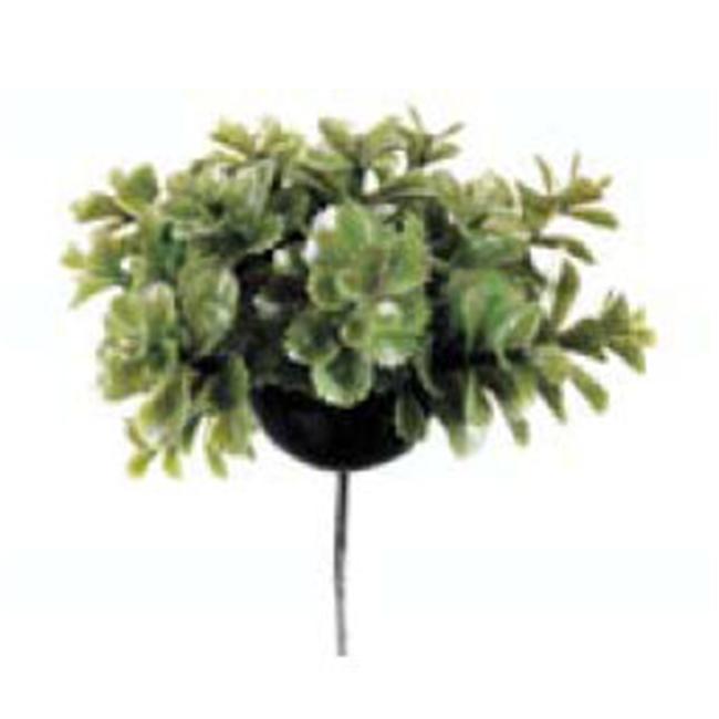 CK3025-GR 3 inch Sedum Pick Green- Case of 12 - Walmart.com