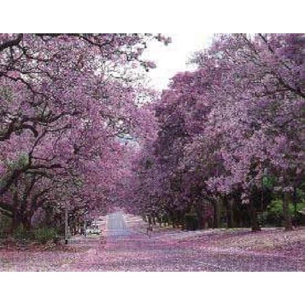 25 BLUE JACARANDA TREE ( Fern Tree / Brazilian Rose Wood / Green Ebony ...