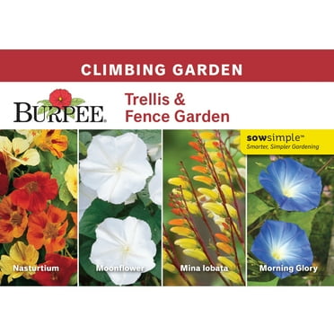 Burpee Fruit Smoothie Mixed Colors Zinnia Flower Seed, 1-Pack - Walmart.com