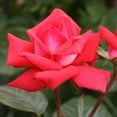 Heirloom Roses - Typhoo Tea Hybrid Tea Rose Bush - Red Rose Plants ...