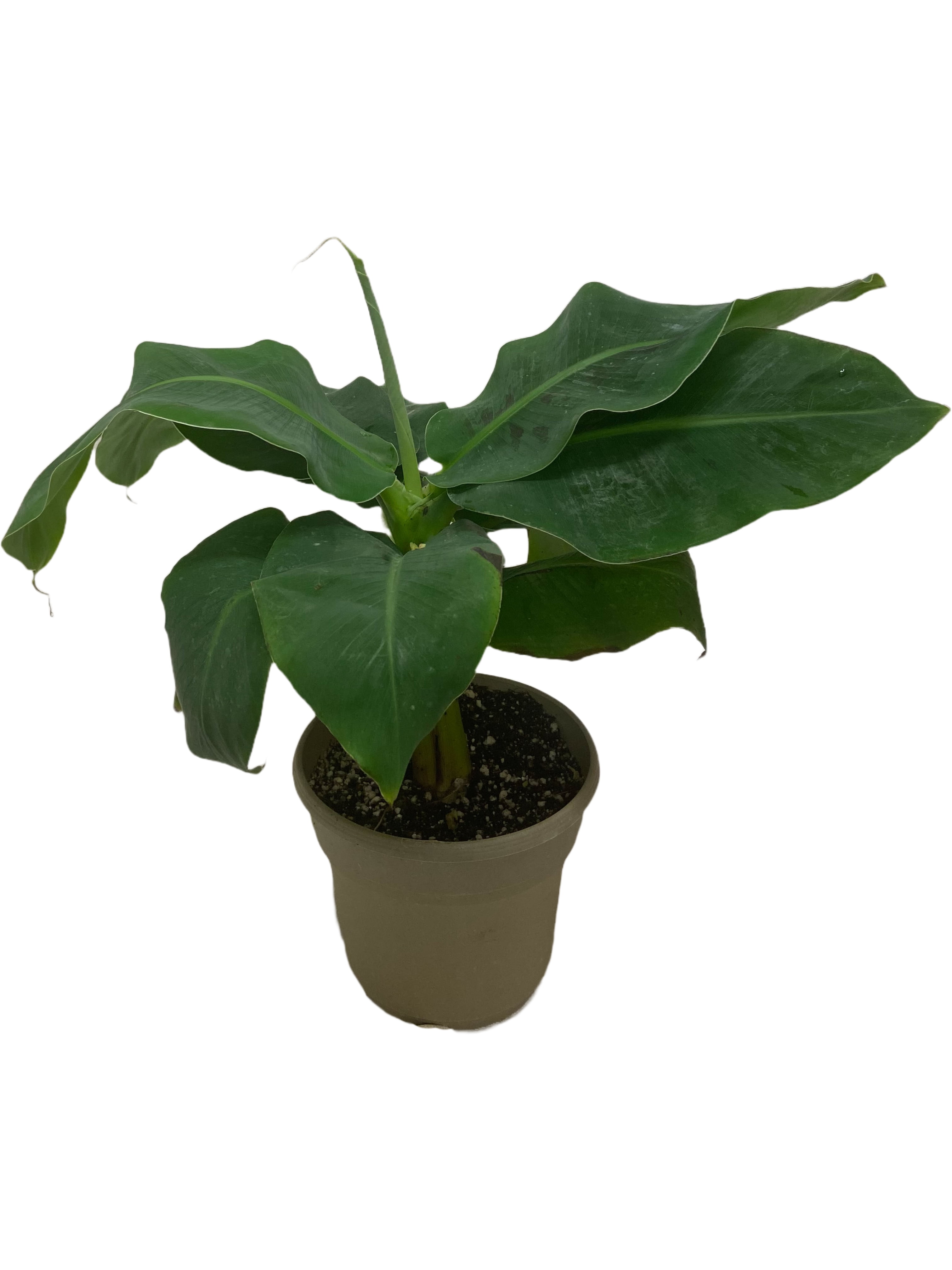 6" Banana (Musa Acuminata) - Walmart.com