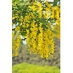 5 Cold Hardy Yellowhorn Tree Seeds - Xanthoceras Sorbifolium ...