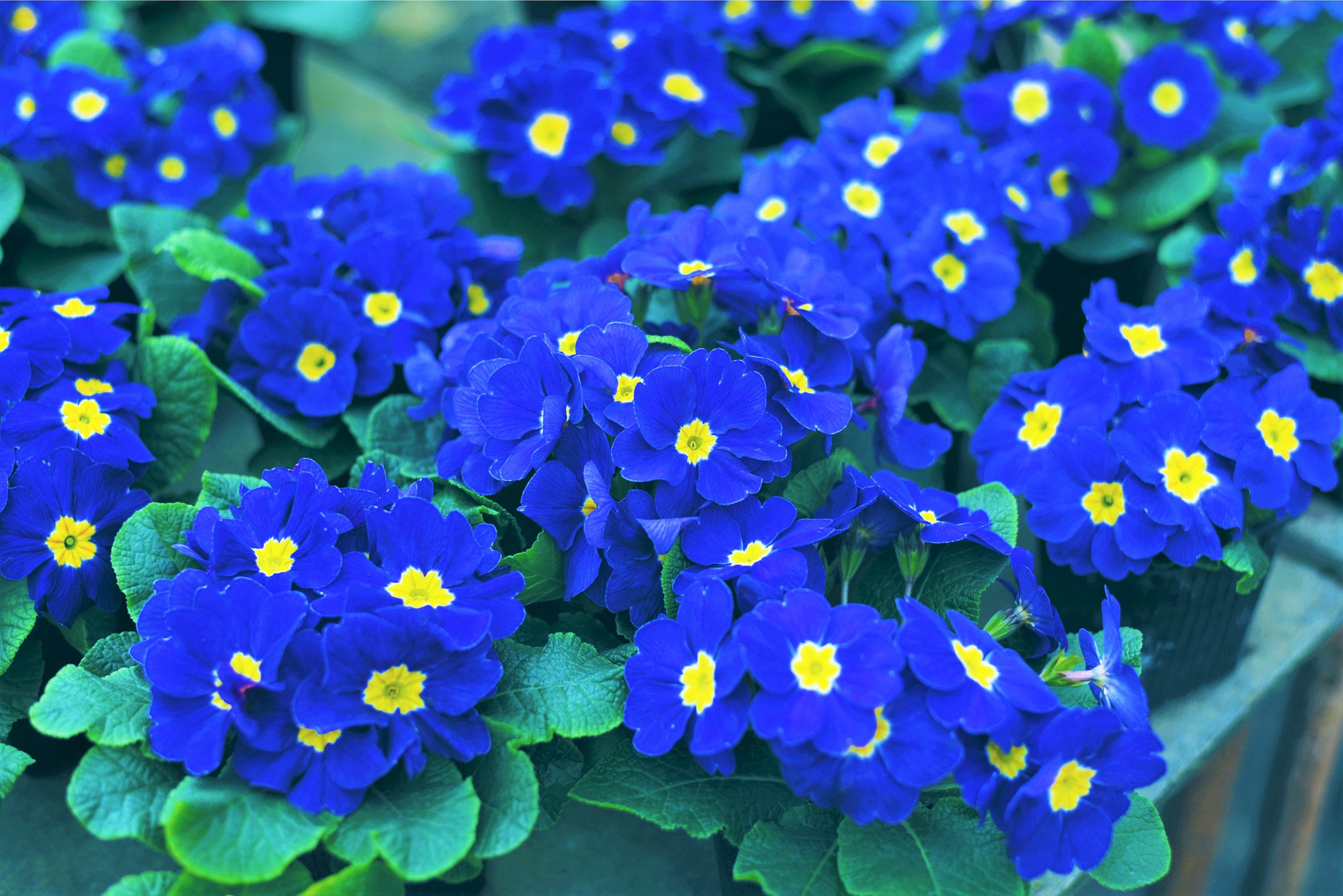 15 Accord BLUE ENGLISH PRIMROSE Primula Vulgaris Part Shade Houseplant ...