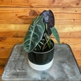 Alocasia Sedenii, 4" Plant - Walmart.com