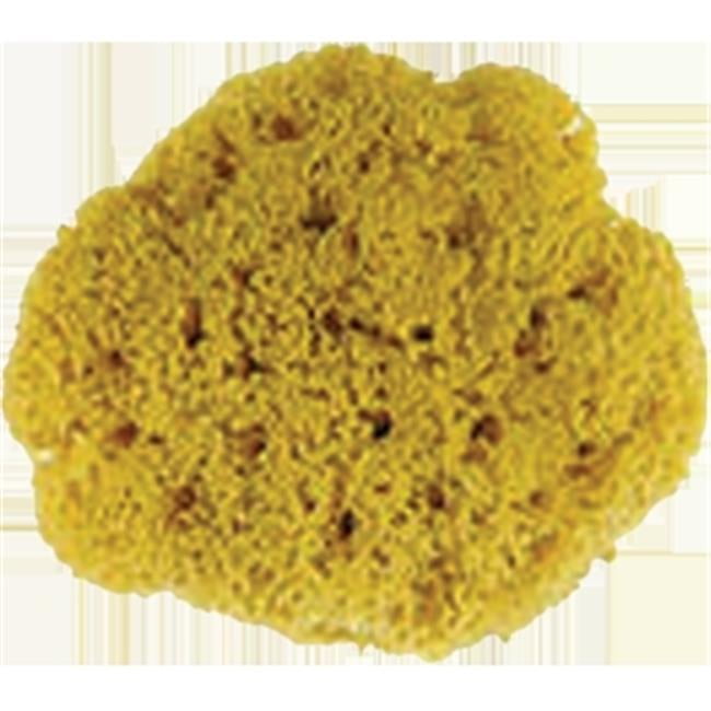Hydra 510 6 To 6.5 in. Natural Sea Sponge - Walmart.com