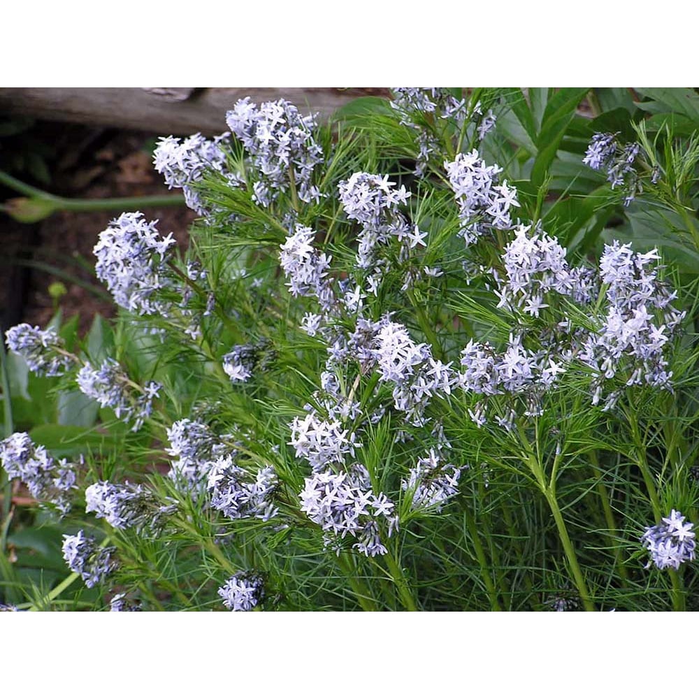 Threadleaf Blue Star Amsonia hubrichtii Perennial Plant - Quart Pot ...