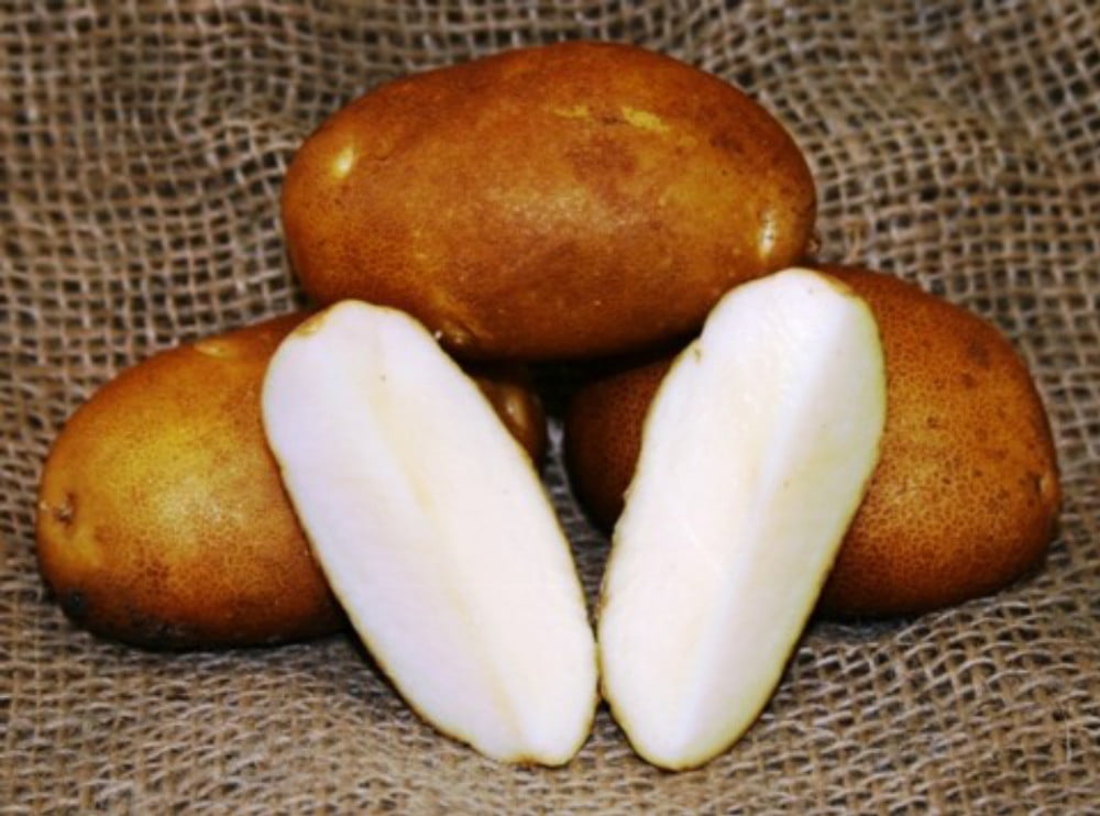 Russet Burbank Potato - 6 Certified Seed Tubers - Walmart.com