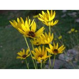 10 Yellow COMPASS PLANT Silphium Laciniatum Prairie Compassplant 4 ...
