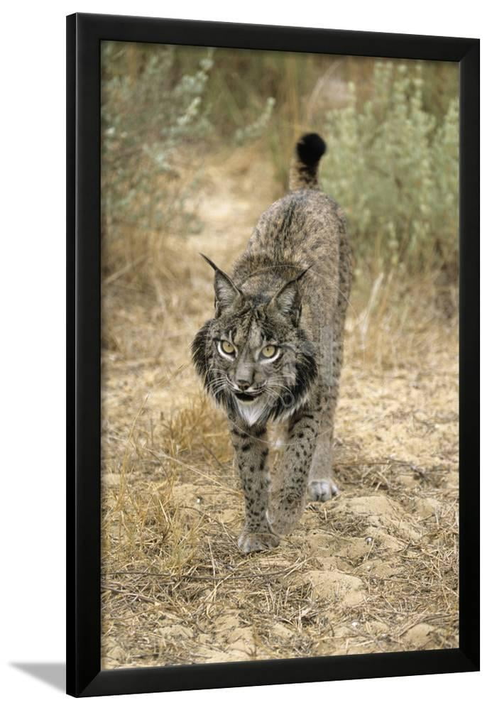 Pardel Lynx, Iberian Lynx, Animals Framed Art Print Wall Art Sold by ...