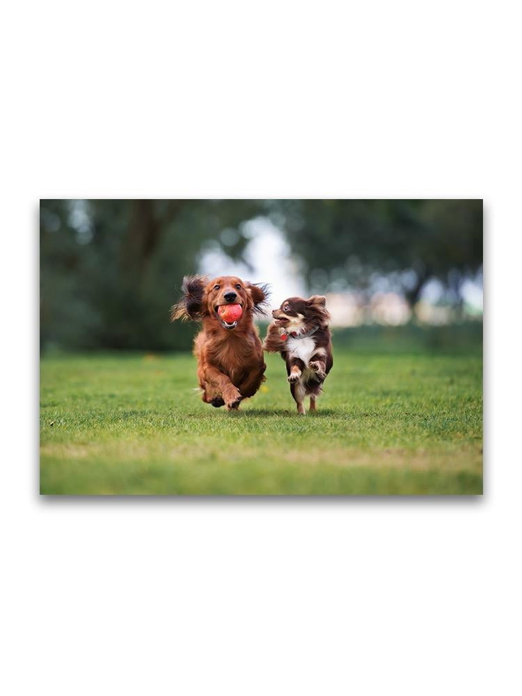 Small Dogs Playing Together Poster -Image by Shutterstock - Walmart.com
