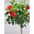 Tropical Plants of Florida 38" to 44" Braided Double Red Hibiscus Tree ...