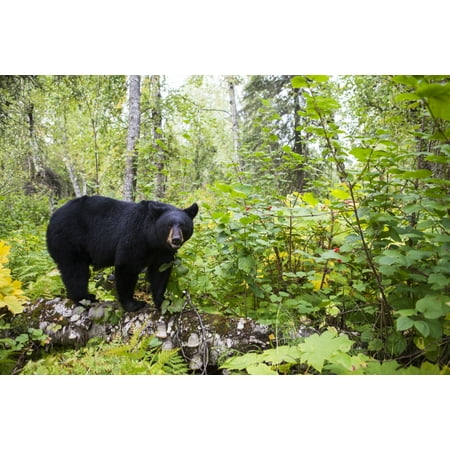 Black Bear (Ursus Americanus) Standing On A Log In A Lush Forest, South ...