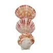 Coco Midrib Sea Shell Pack: Natural, 10 inches - Walmart.com