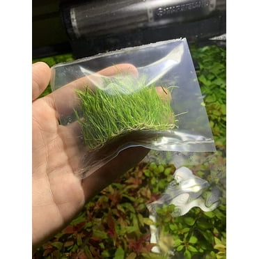 Java Moss - Easy Live Fresh Water Aquatic Plant for Fish Tank, Floating ...