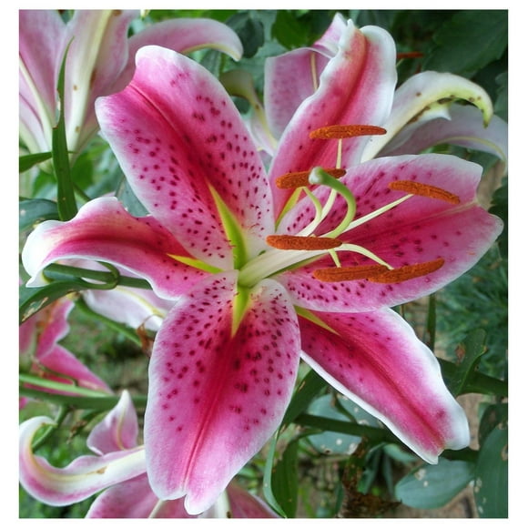 Stargazer Lily Bulbs