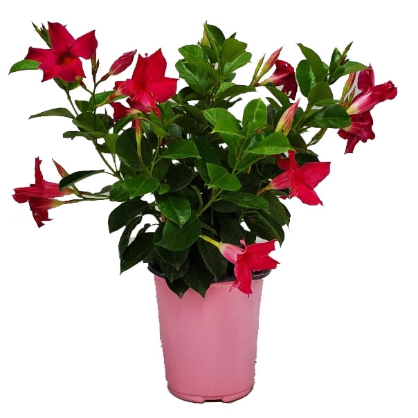 Tropical Plants of Florida 12" to 16" Pink Dipladenia Bush; Flowering ...