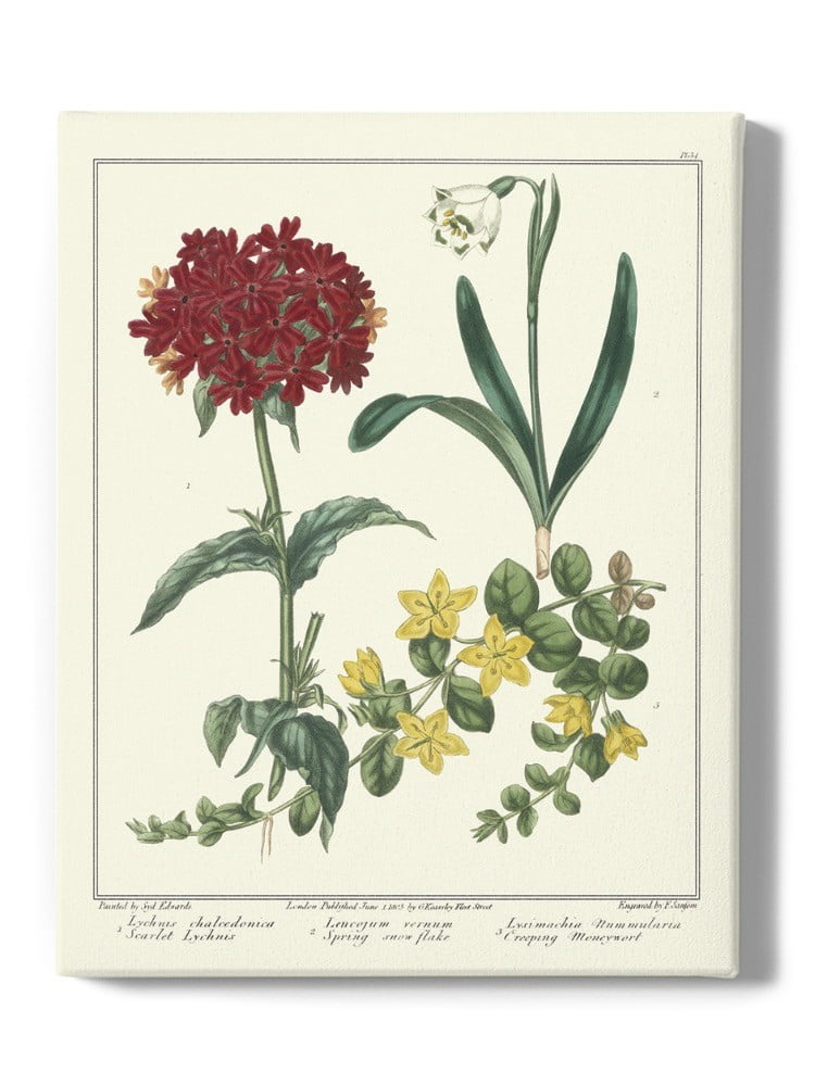 Spring Delight Wrapped Canvas -Sydenham Edwards Designs, - Walmart.com