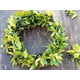 20 TRUE MYRTLE Myrtus Communis aka Common & Sweet Myrtle Fragrant White ...