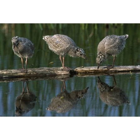 Adolescent Gull Chicks On Log Potter Marsh Sc Ak Summer Wildlife Refuge ...