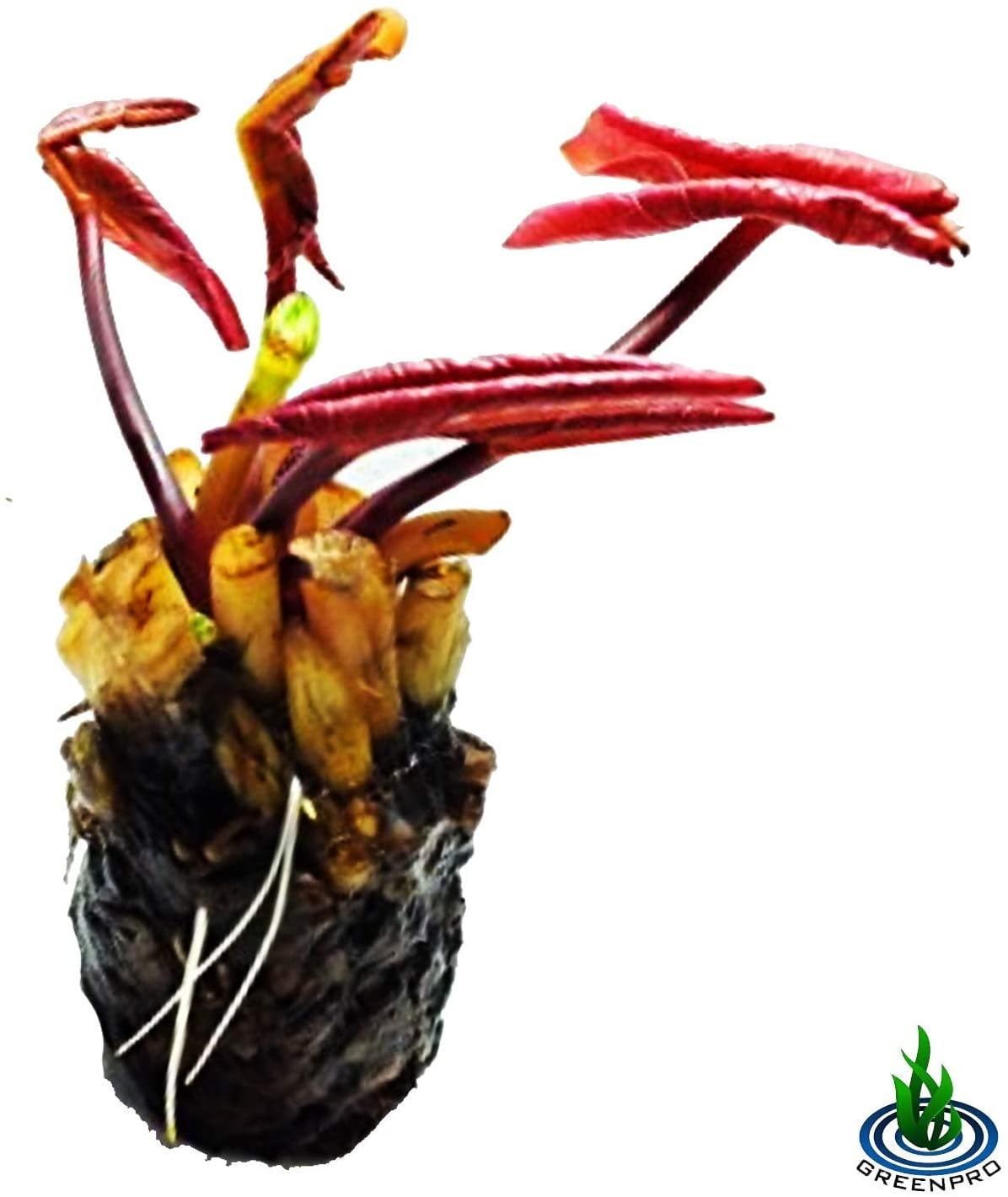 Buy Nymphaea Attraction Red Hardy Water Lily Tuber Rhizome Live Aquatic ...