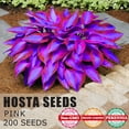 PLATAGO Hosta Plants Perennial Hosta Seeds 200Pcs Rare Blue Purple ...