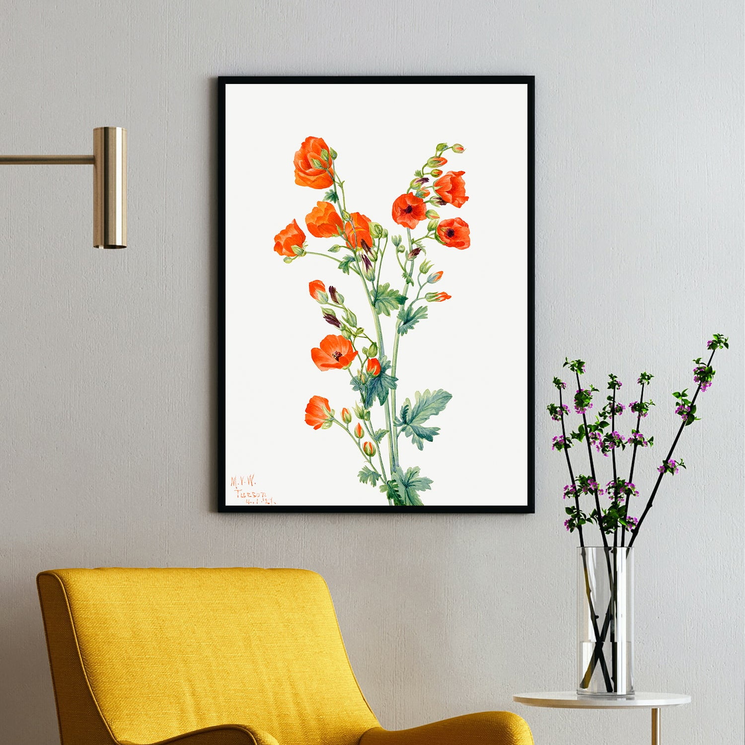 Scarlet Globe Mallow - Sphaeralcea grossulariaefolia - 1927 | Mary Vaux ...