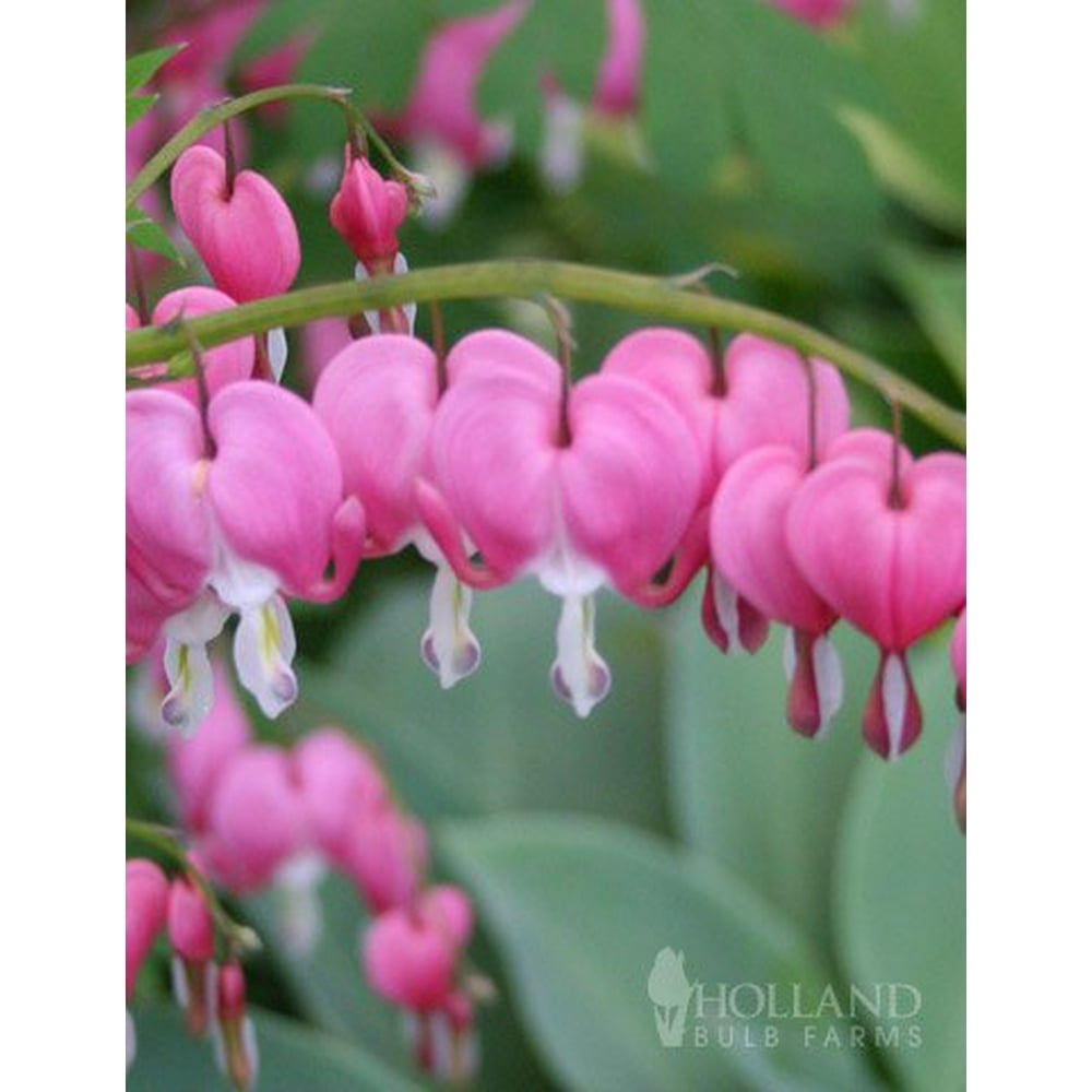 Pink Bleeding Hearts - Walmart.com - Walmart.com
